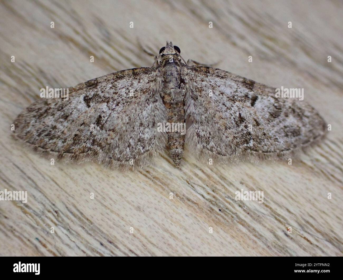 Oak-tree Pug (Eupithecia dodoneata Stock Photo - Alamy