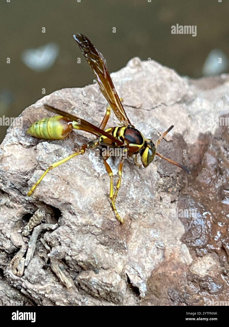 Western Paper Wasp (Mischocyttarus flavitarsis Stock Photo - Alamy