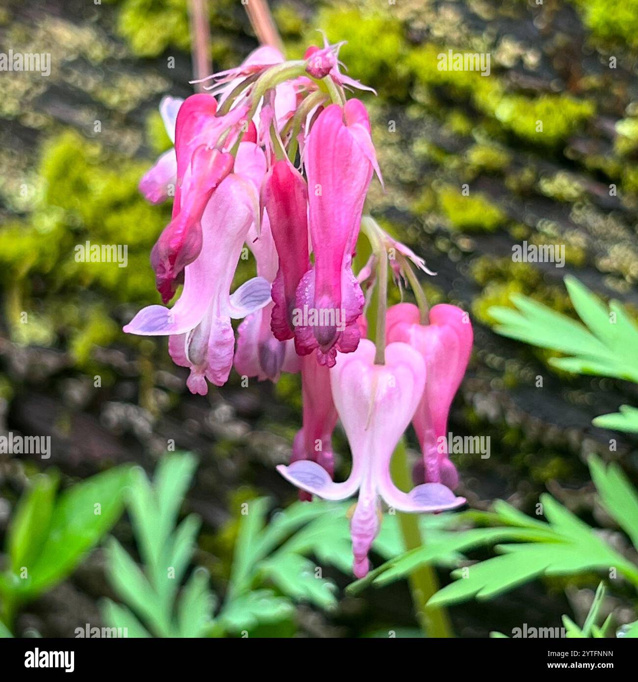Fringed bleeding heart hi-res stock photography and images - Alamy