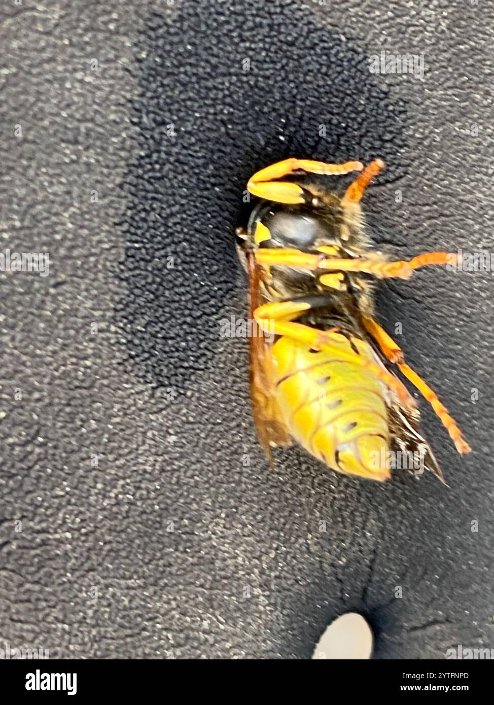 Ground Yellowjackets (Vespula Stock Photo - Alamy