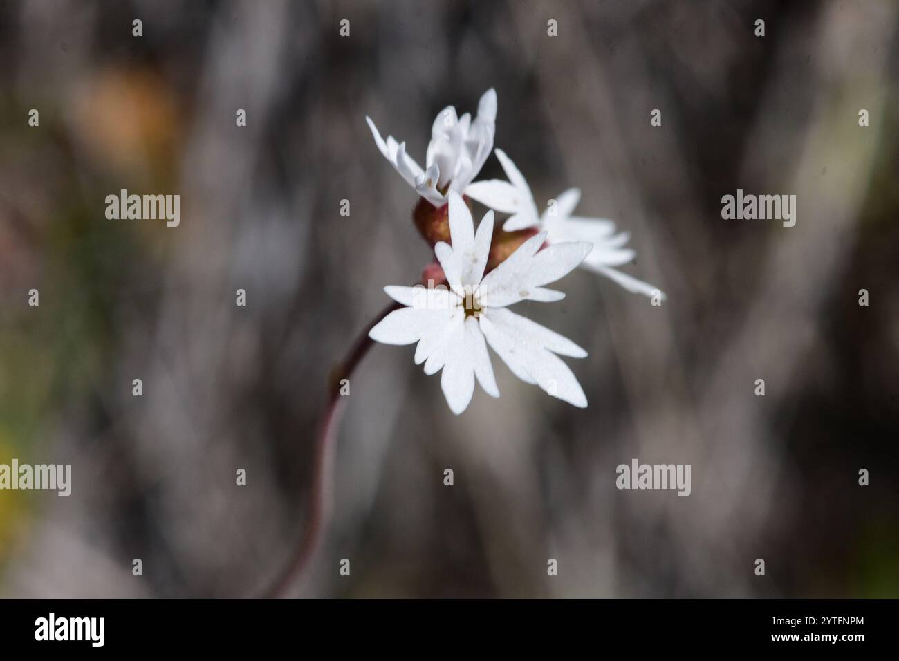 smallflower woodland star (Lithophragma parviflorum Stock Photo - Alamy