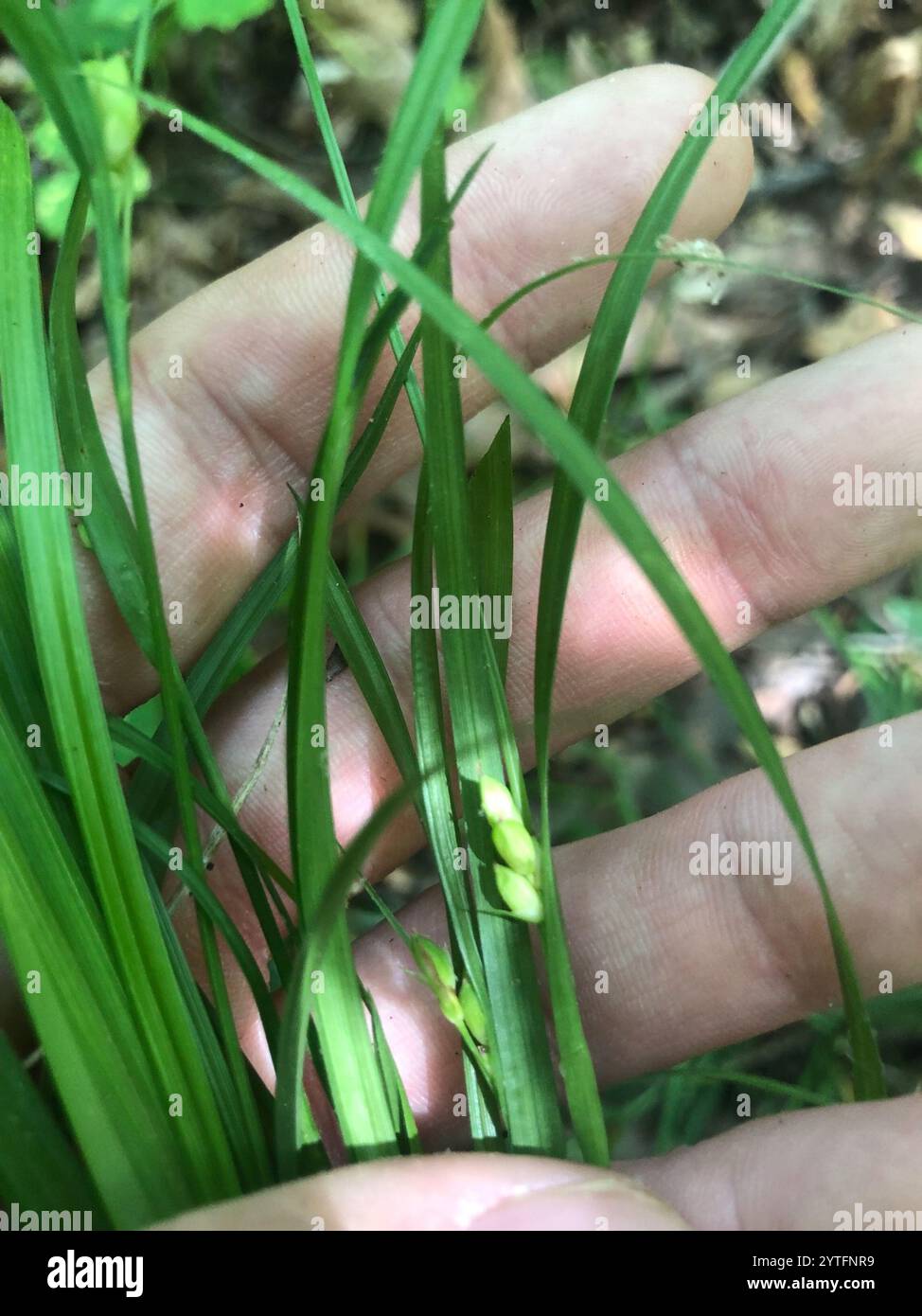 flat-spiked sedge (Carex planispicata Stock Photo - Alamy