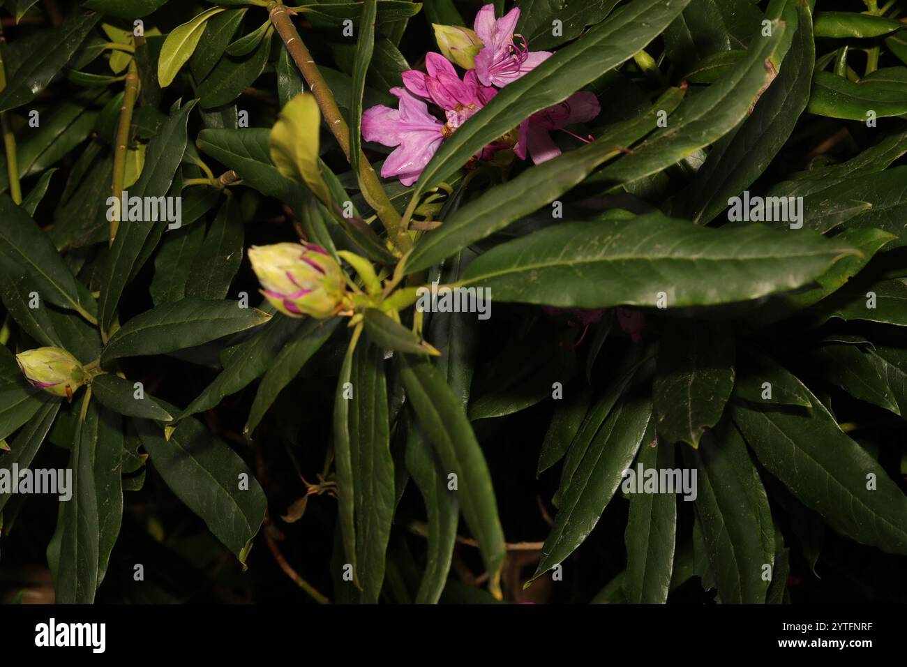 Common Rhododendron (Rhododendron ponticum Stock Photo - Alamy