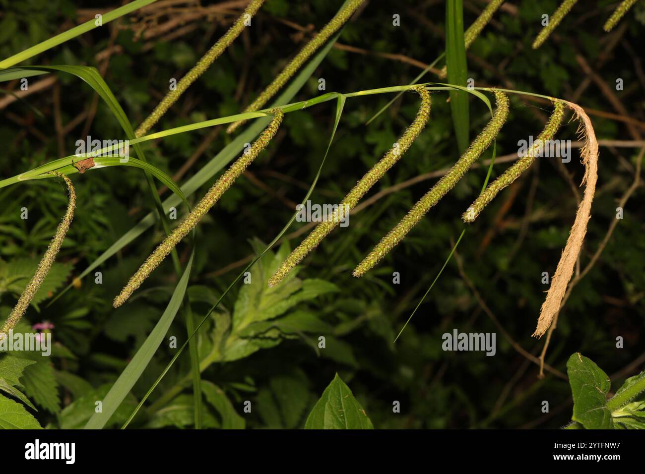 Hanging sedge (Carex pendula Stock Photo - Alamy