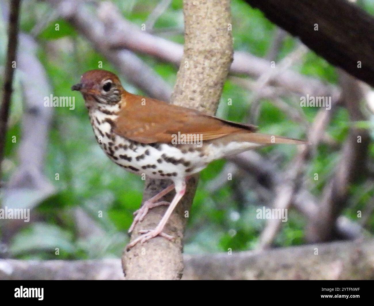 Wood Thrush (Hylocichla mustelina Stock Photo - Alamy