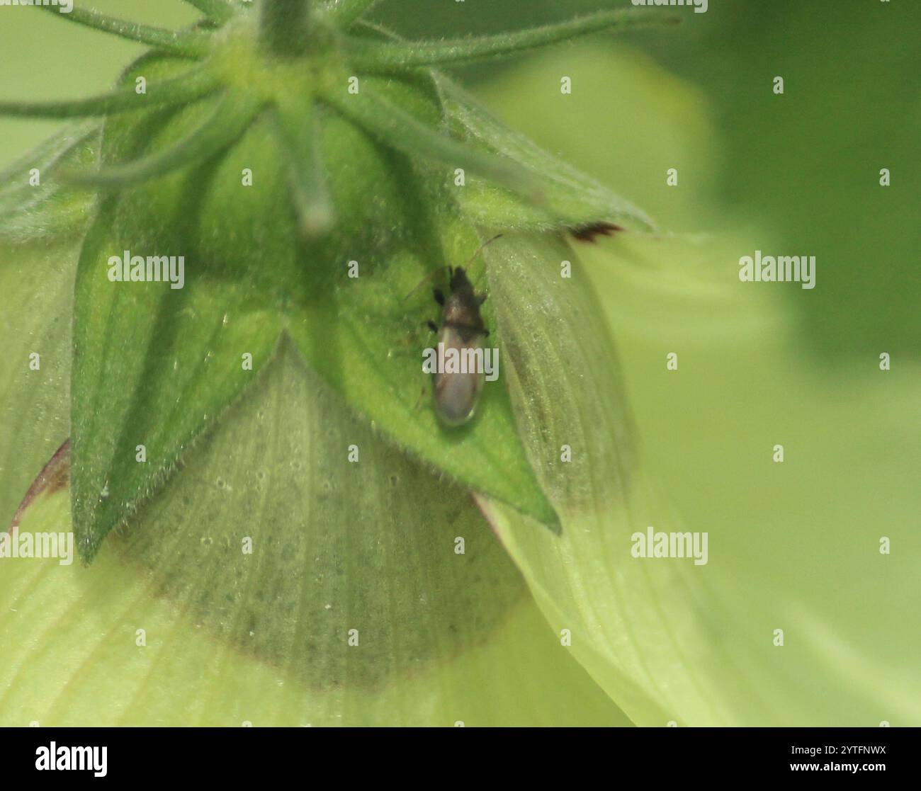 Cotton seed bug hi-res stock photography and images - Alamy