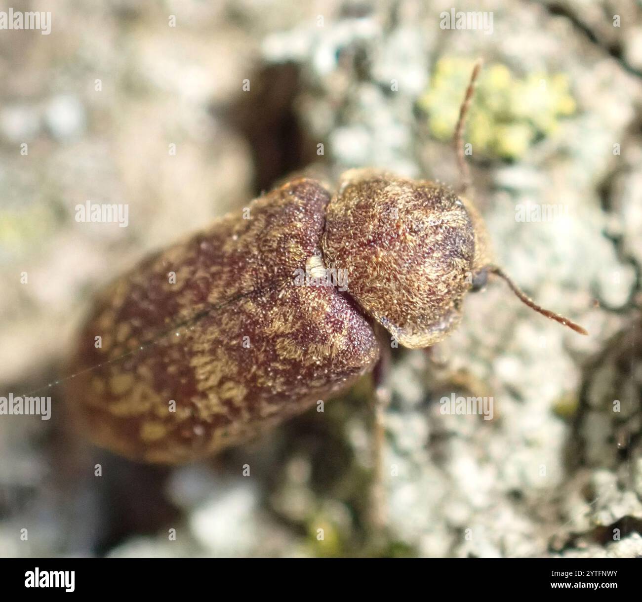 Deathwatch beetle hi-res stock photography and images - Alamy