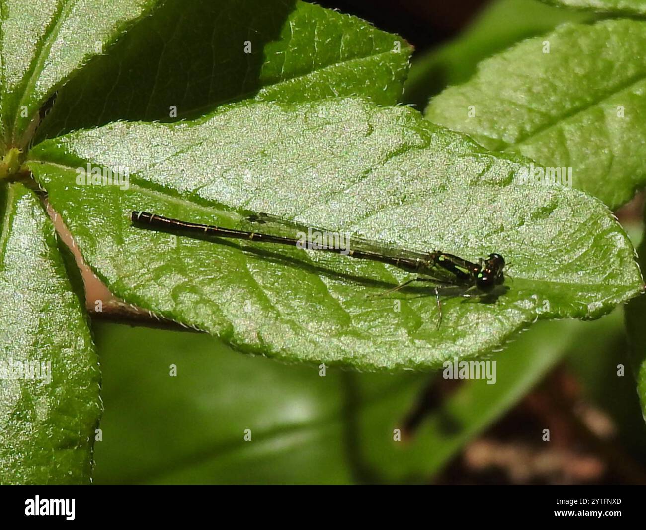 Fragile Forktail (Ischnura posita Stock Photo - Alamy