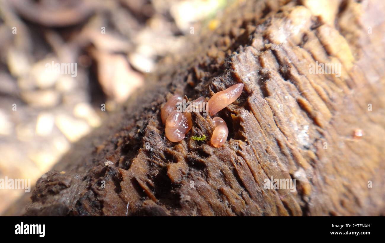 Common Land Snails and Slugs (Stylommatophora Stock Photo - Alamy