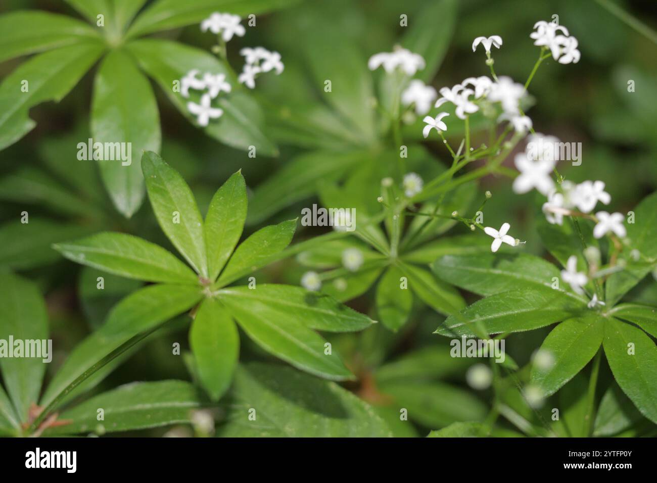 Sweet Woodruff (Galium odoratum Stock Photo - Alamy