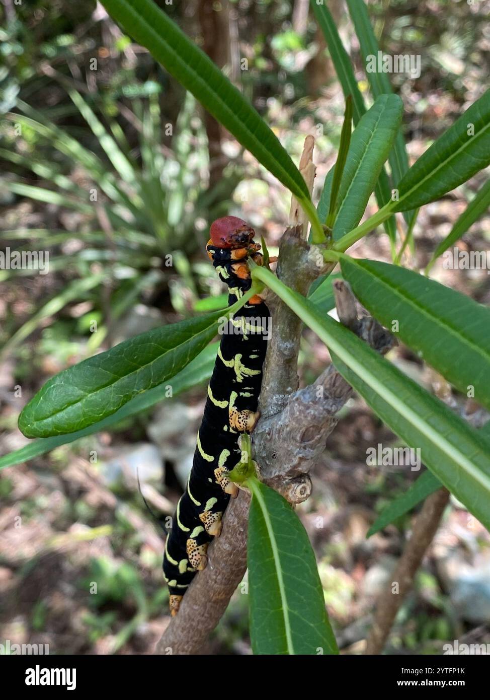 Tetrio Sphinx (Pseudosphinx tetrio Stock Photo - Alamy