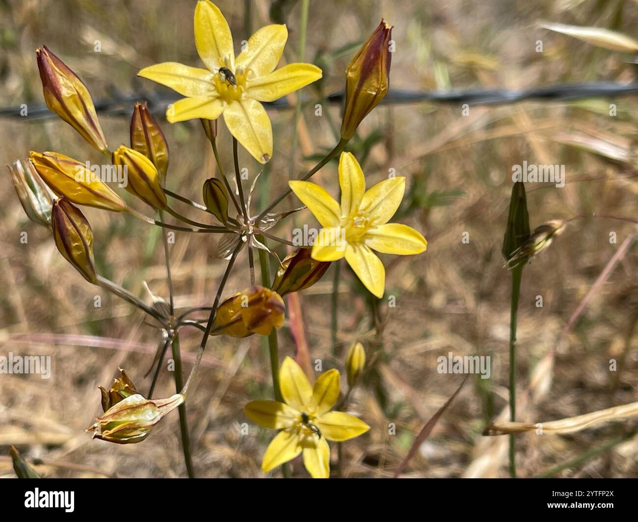 Golden brodiaea hi-res stock photography and images - Alamy