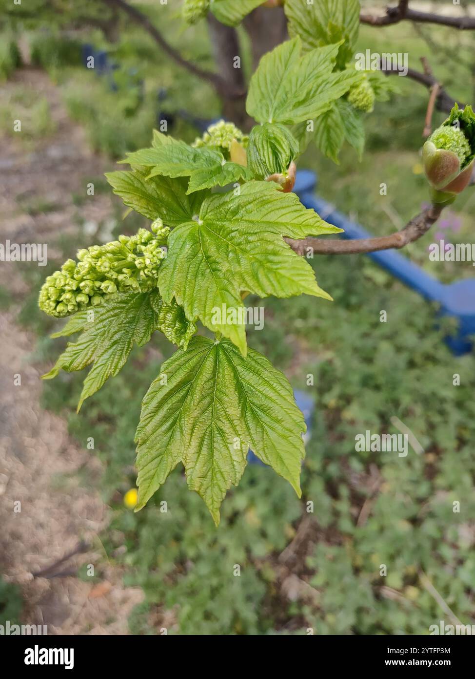sycamore maple (Acer pseudoplatanus Stock Photo - Alamy
