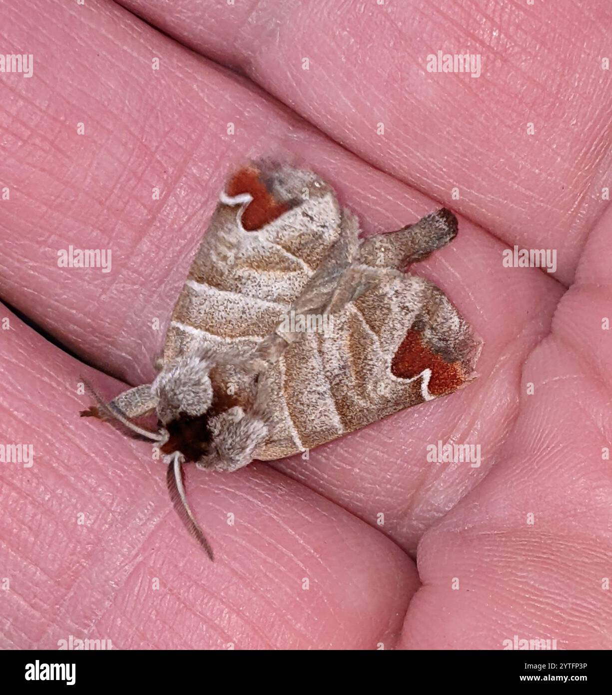 Sigmoid Prominent (Clostera albosigma Stock Photo - Alamy