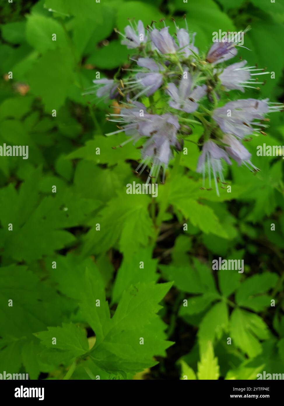 Virginia waterleaf (Hydrophyllum virginianum Stock Photo - Alamy