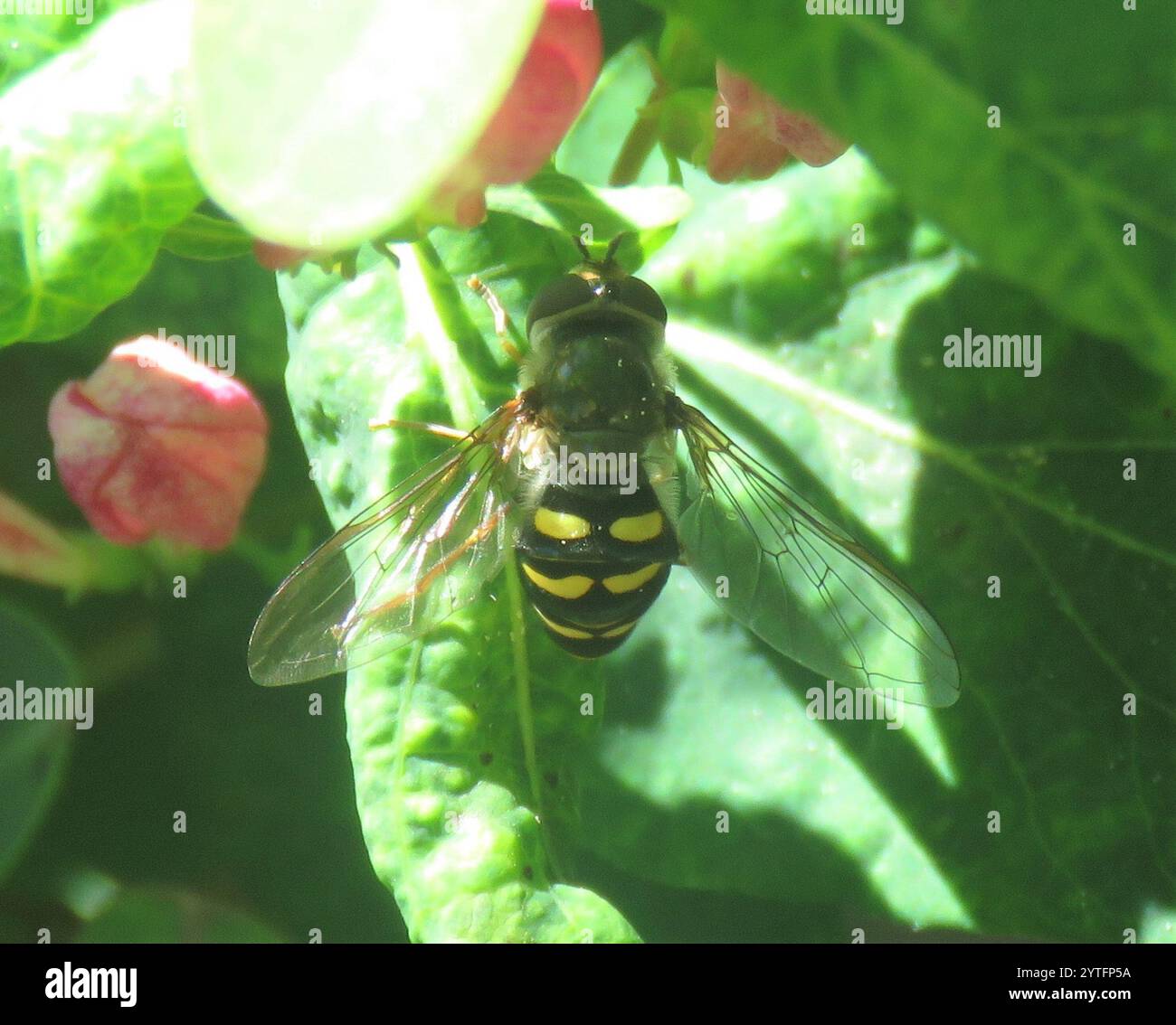 Metasyrphus hi-res stock photography and images - Alamy