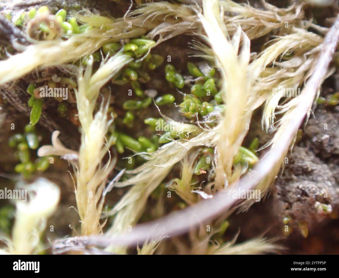 Rigid Screw Moss (Aloina rigida Stock Photo - Alamy