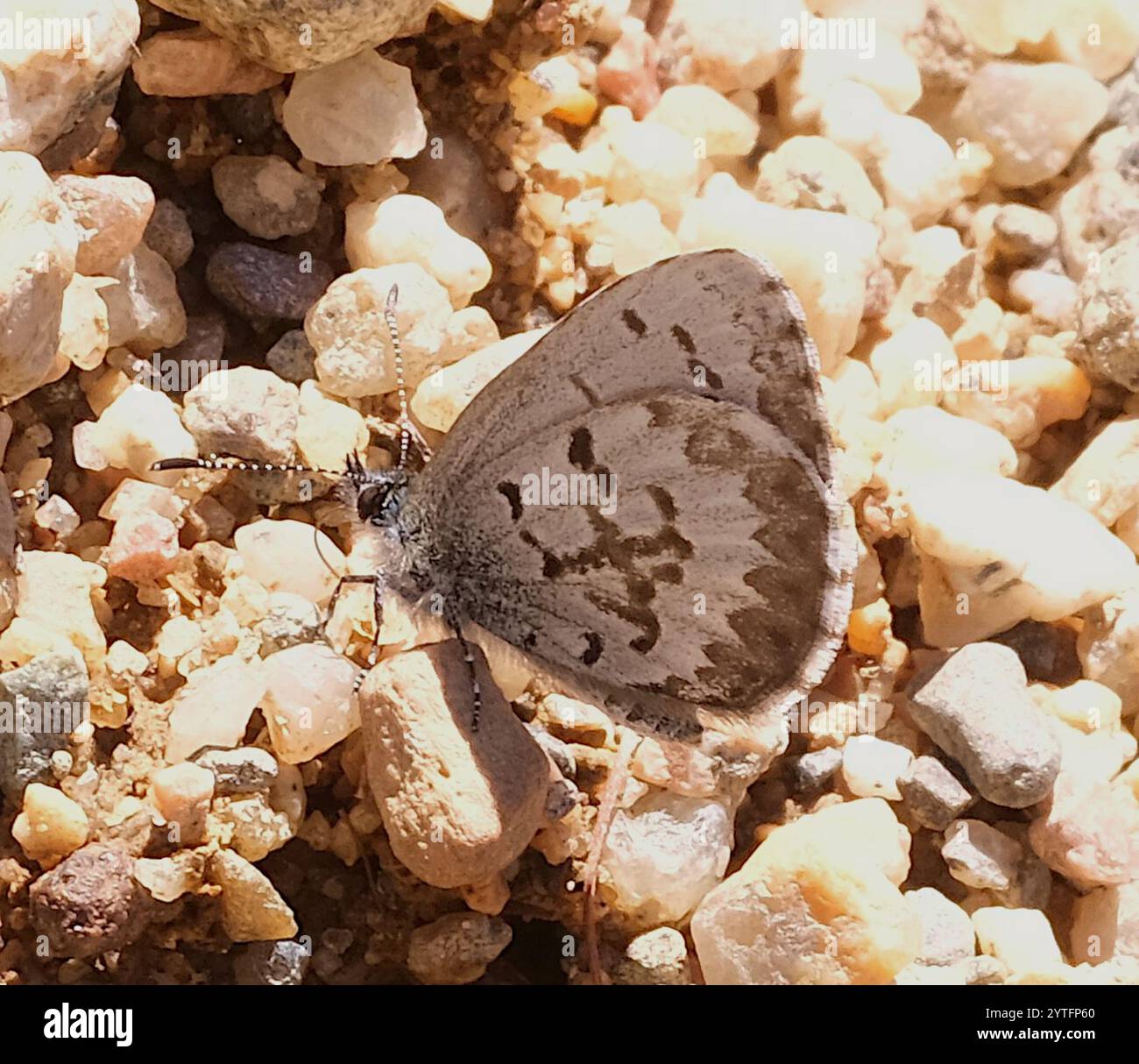 Northern Azure (Celastrina lucia Stock Photo - Alamy