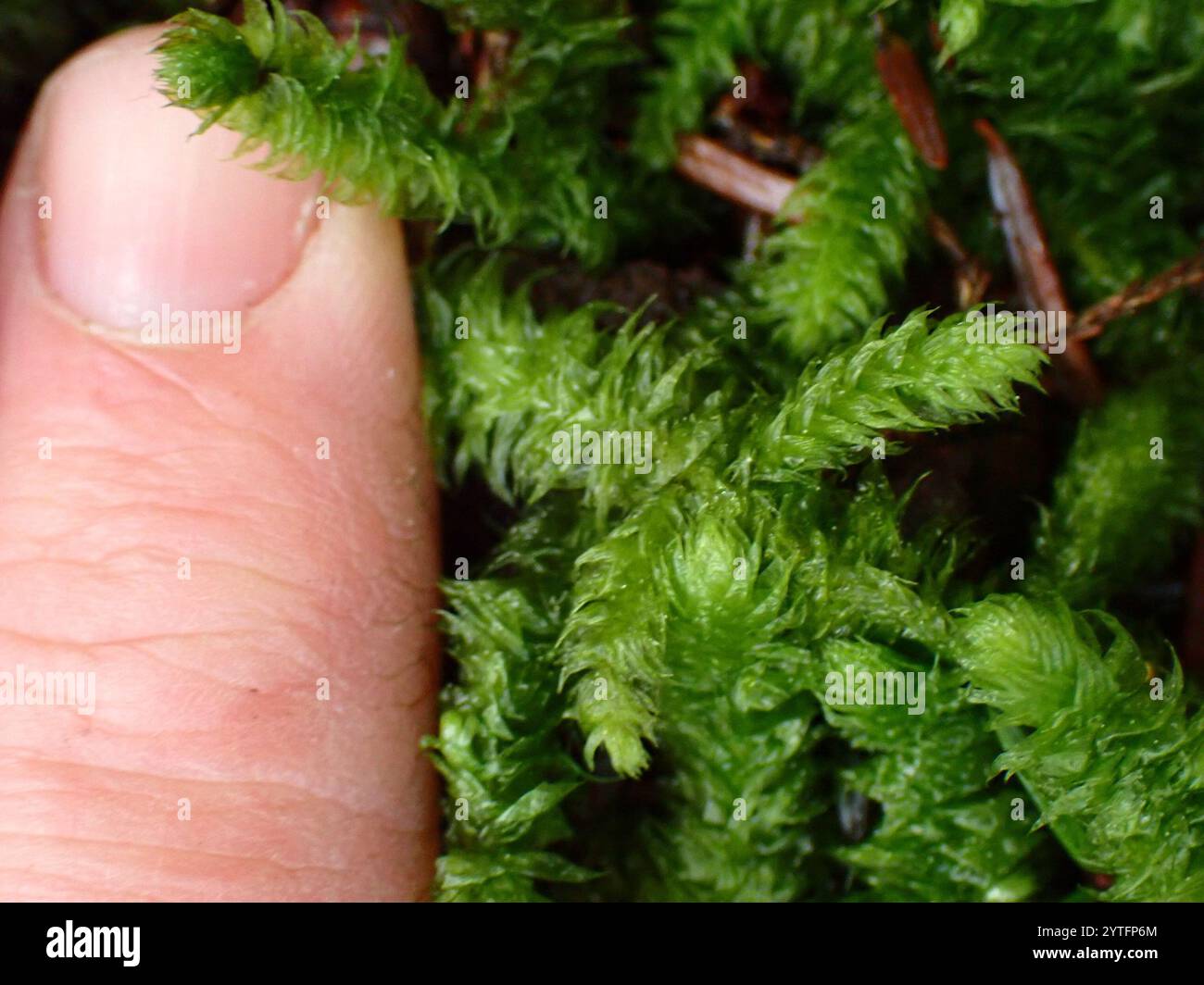 Pipecleaner Moss (Rhytidiopsis robusta Stock Photo - Alamy