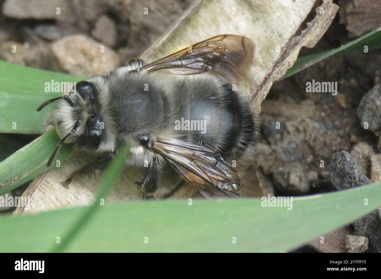 Common Digger Bees (Anthophora Stock Photo - Alamy