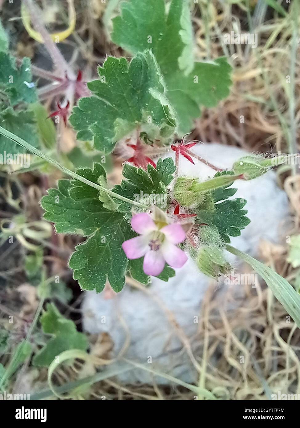 Round-leaved Crane's-bill (Geranium rotundifolium Stock Photo - Alamy