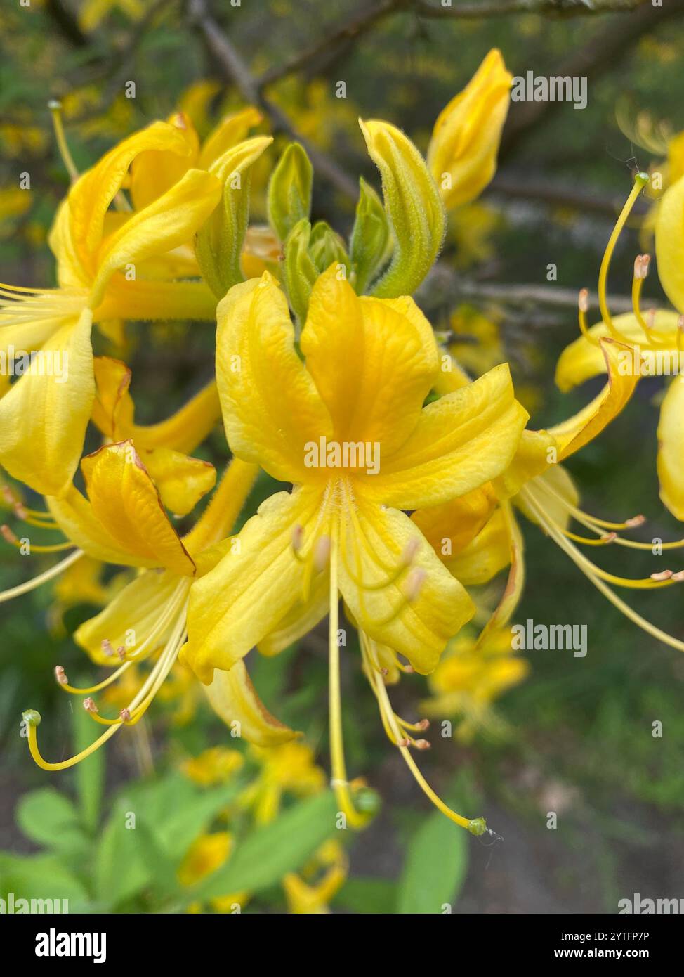 Yellow Azalea (Rhododendron luteum Stock Photo - Alamy
