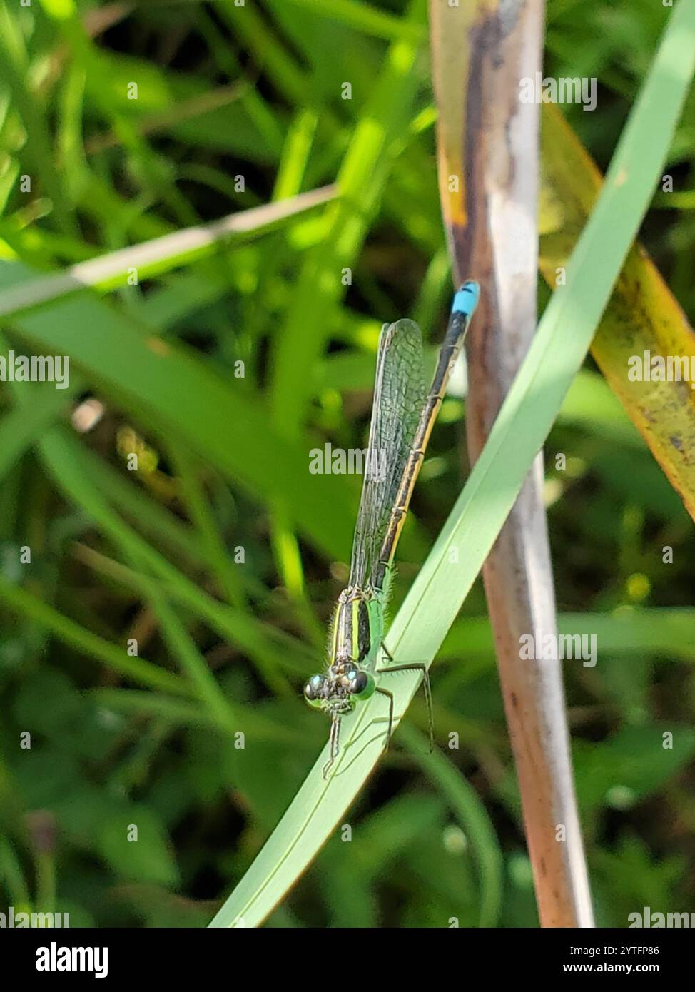 Rambur's Forktail (Ischnura ramburii Stock Photo - Alamy