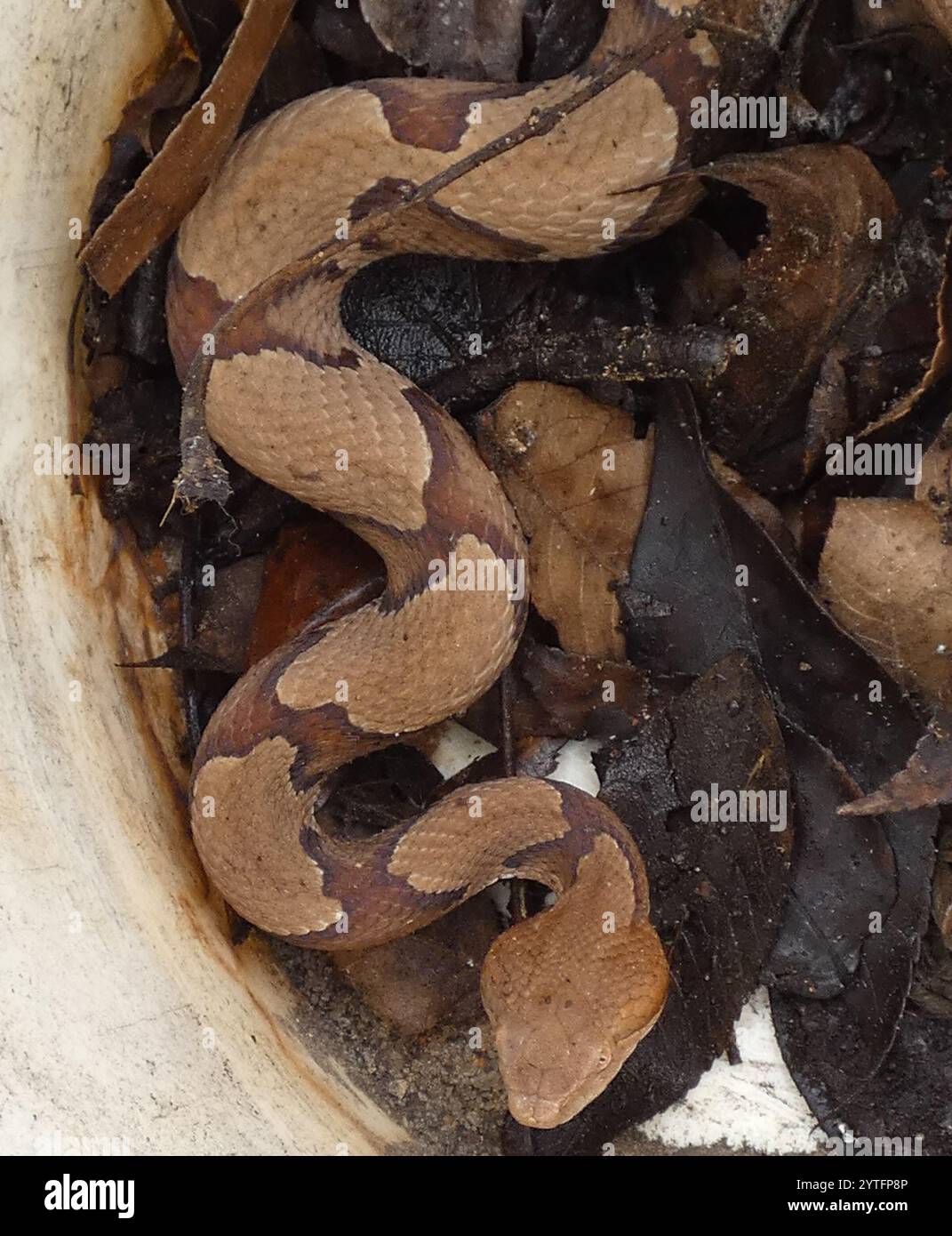Eastern Copperhead (Agkistrodon contortrix Stock Photo - Alamy
