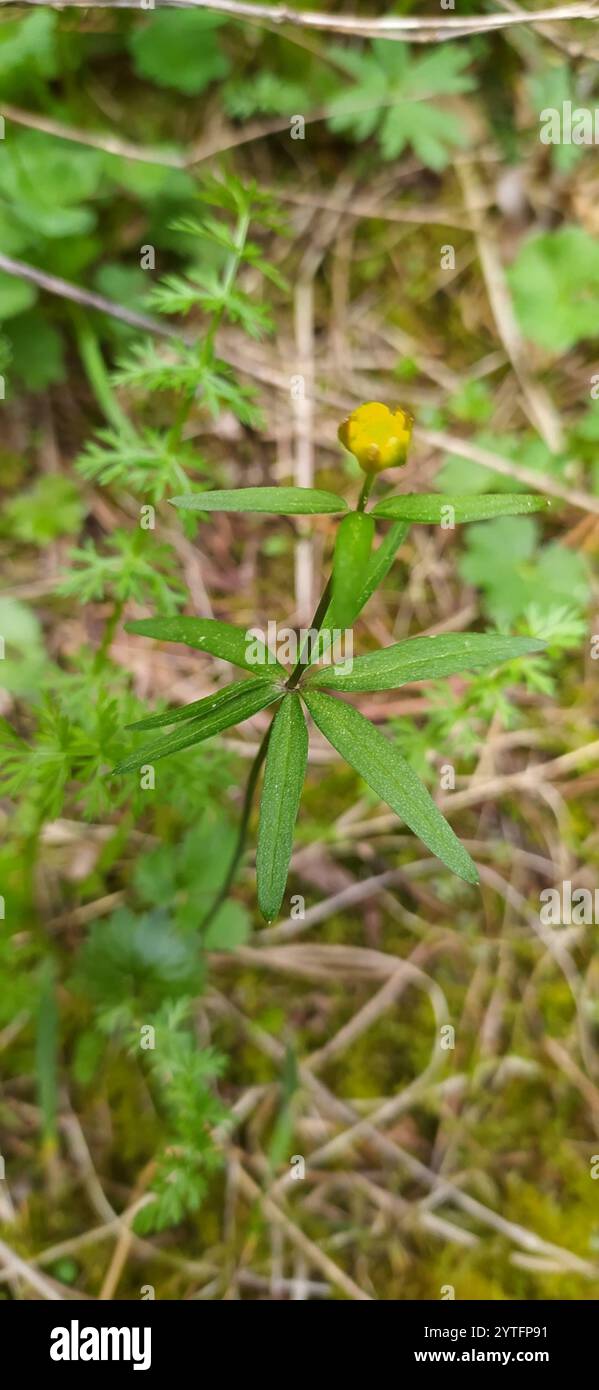 One-leaf buttercup (Ranunculus monophyllus Stock Photo - Alamy