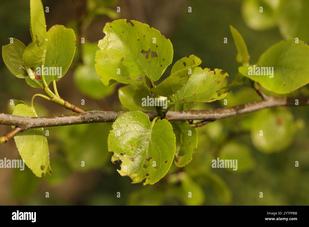 Italian alder (Alnus cordata Stock Photo - Alamy