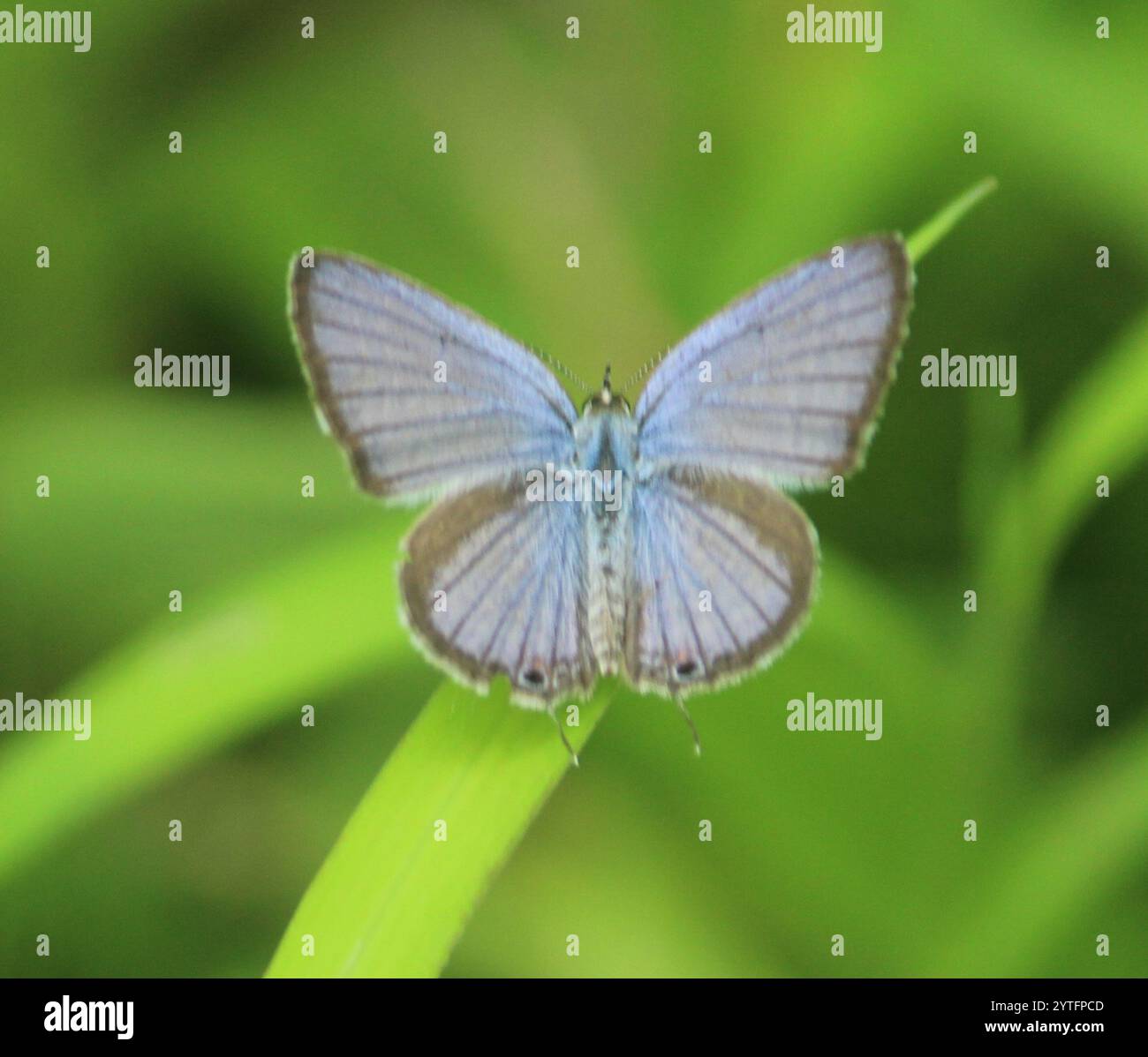 Luthrodes pandava hi-res stock photography and images - Alamy