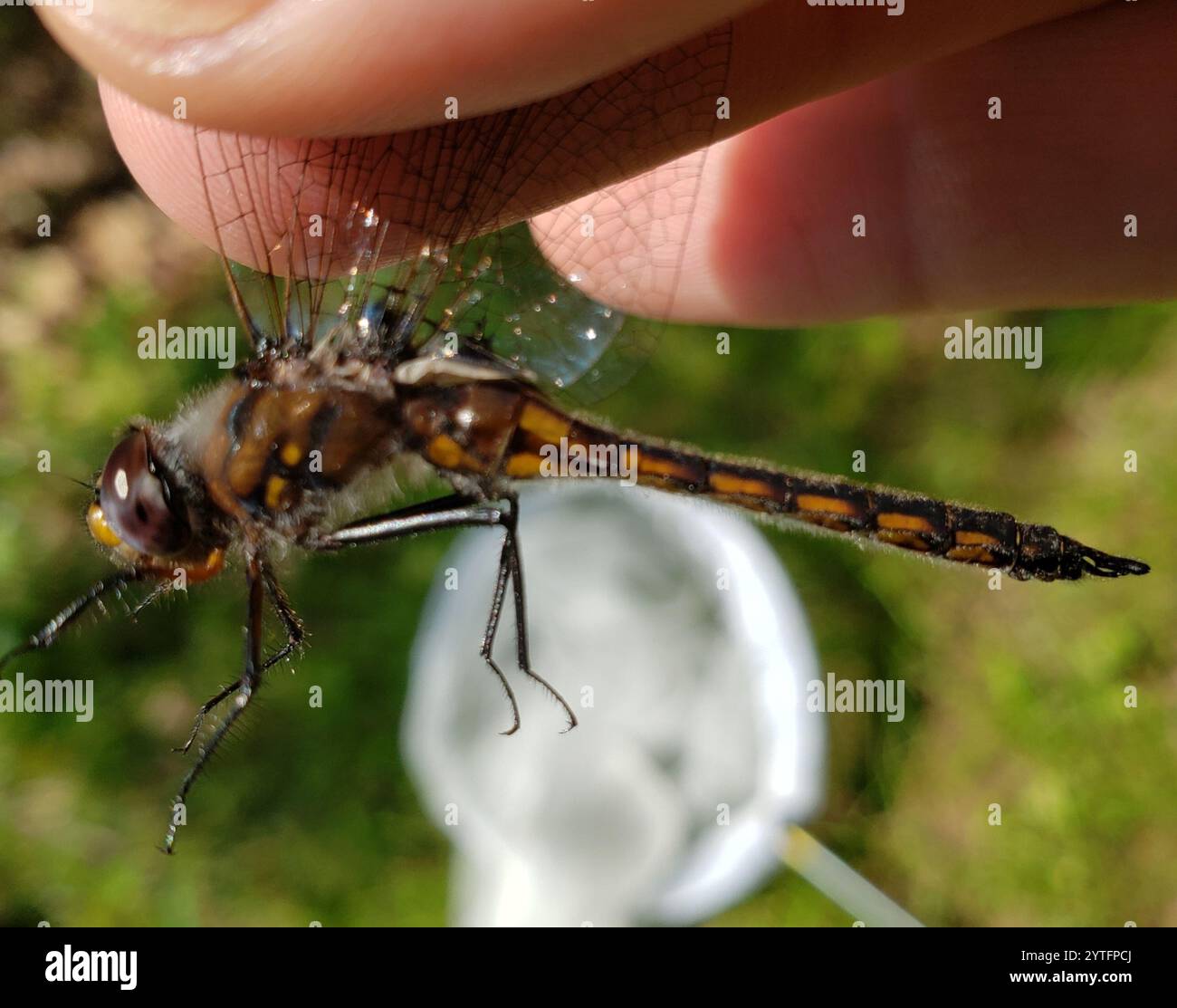 Cynosura hi-res stock photography and images - Alamy