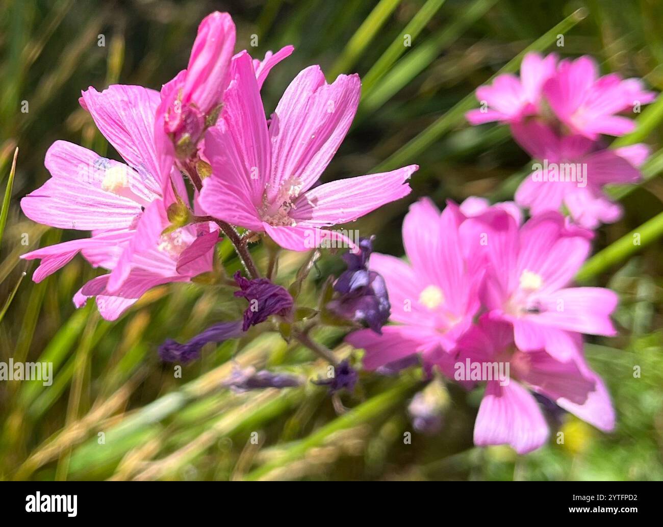 checkerbloom (Sidalcea malviflora Stock Photo - Alamy
