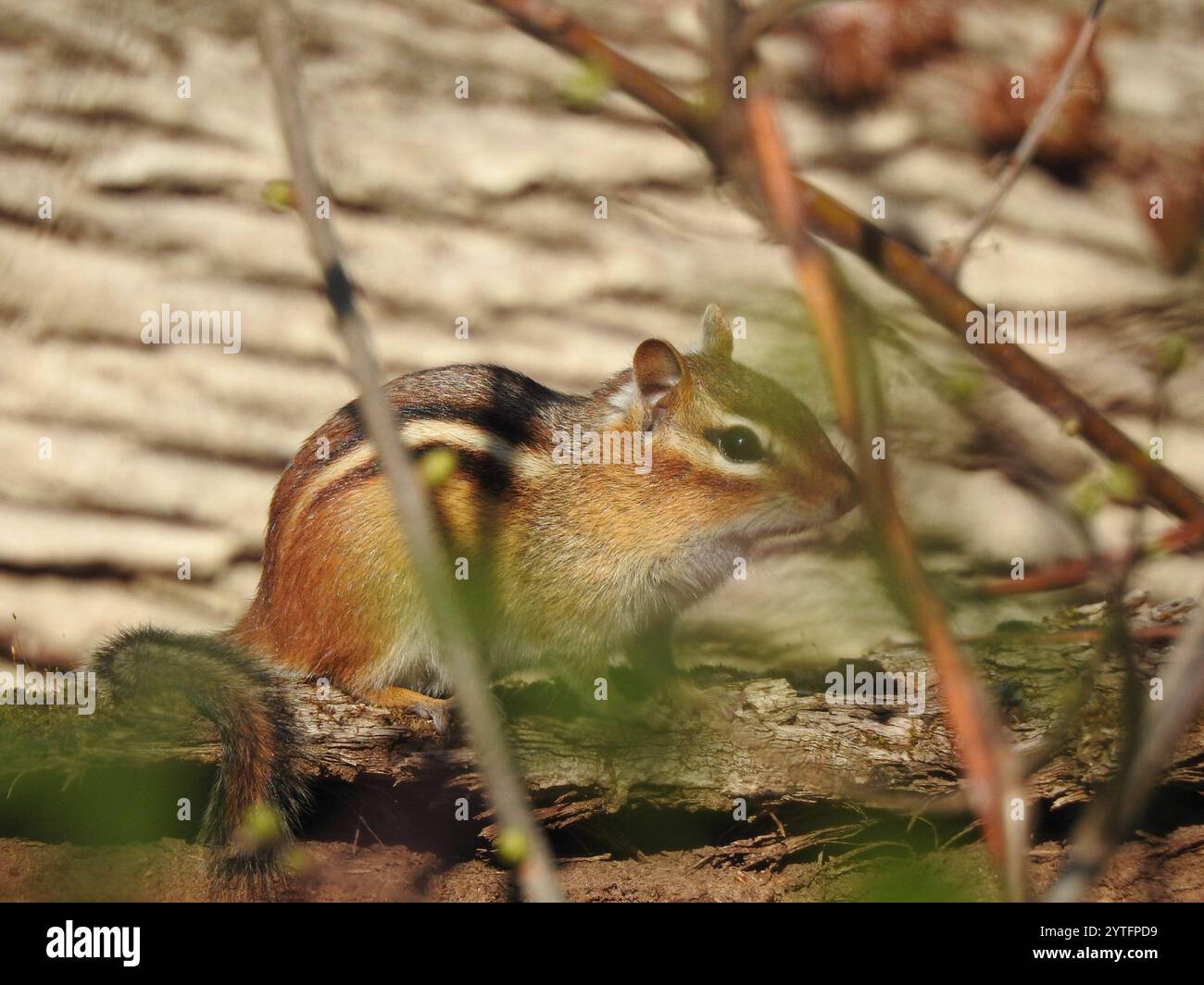 Eastern Chipmunk (Tamias striatus Stock Photo - Alamy