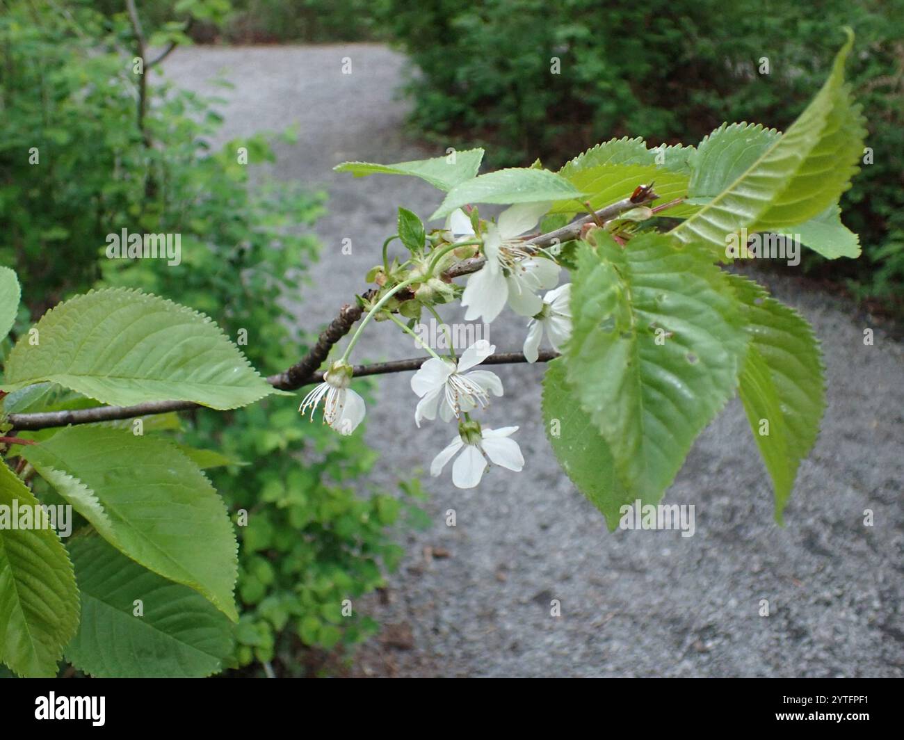 wild cherry (Prunus avium Stock Photo - Alamy