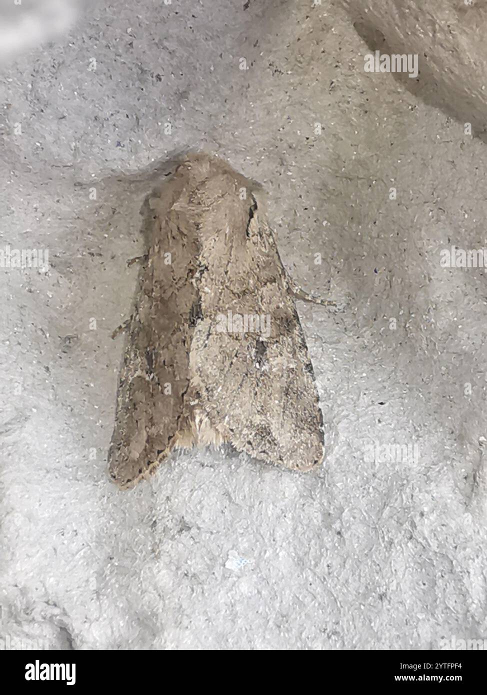 Sordens hi-res stock photography and images - Alamy