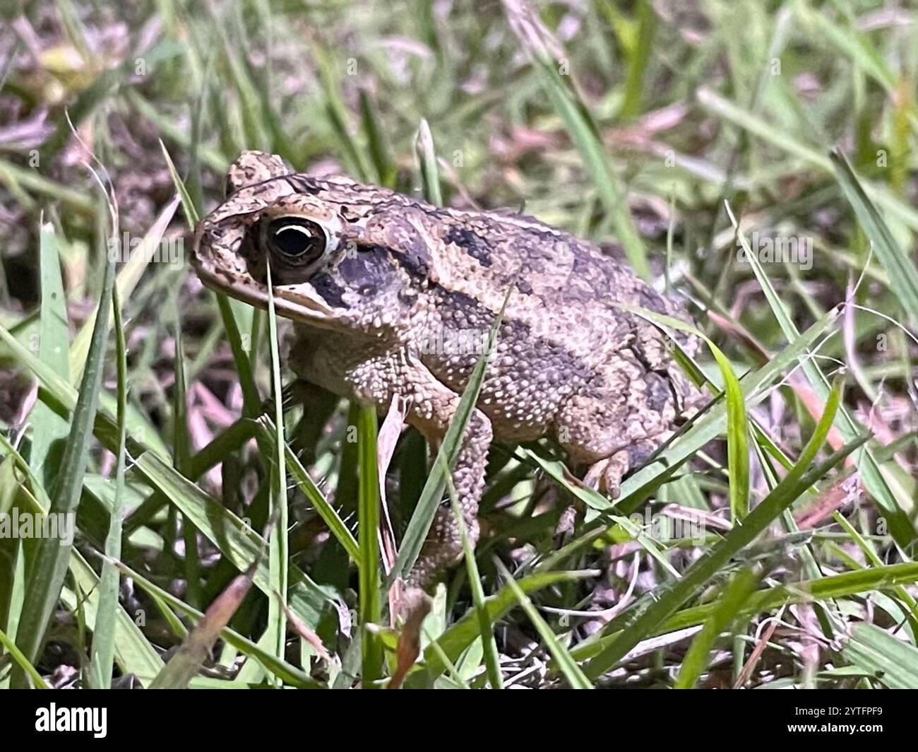Gulf Coast Toad (Incilius nebulifer Stock Photo - Alamy