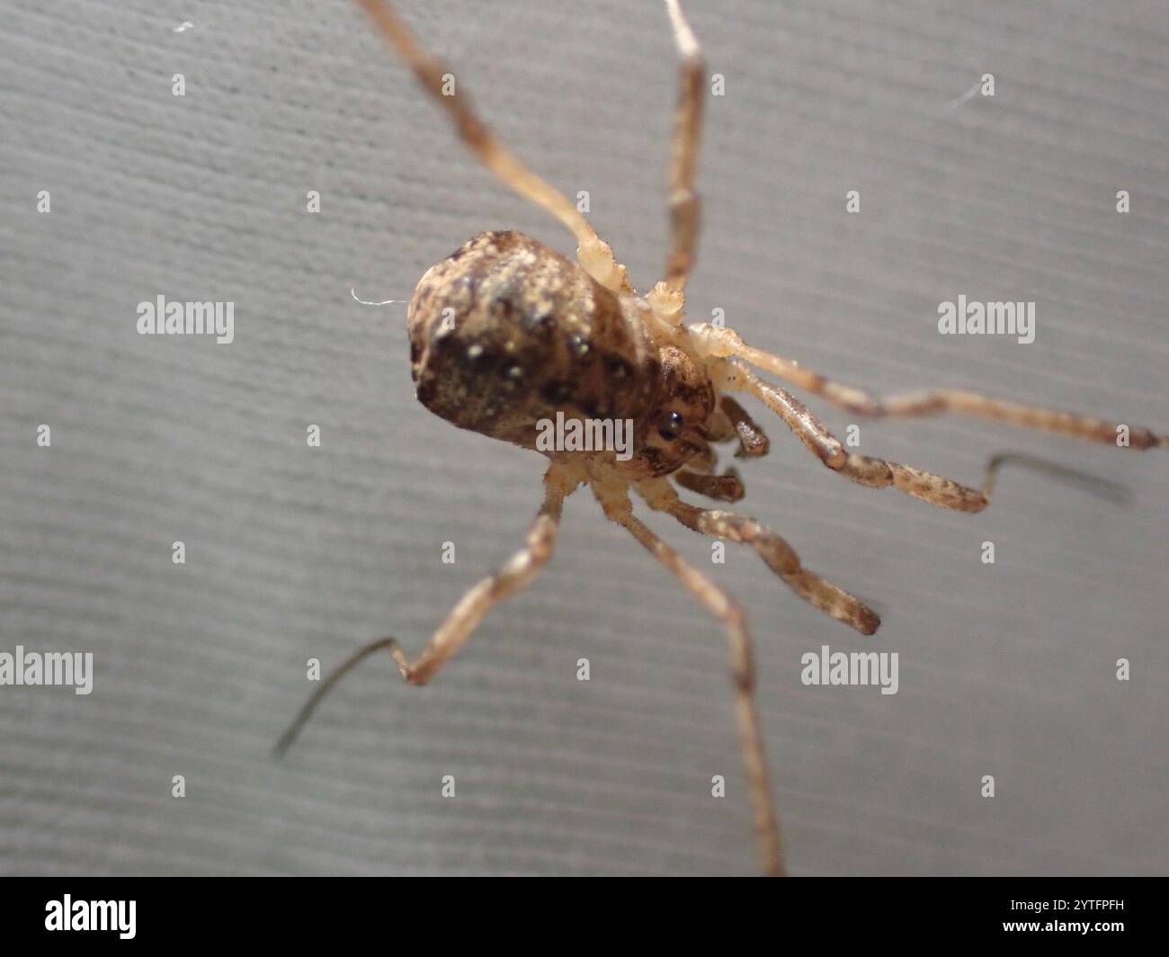 Protolophus hi-res stock photography and images - Alamy