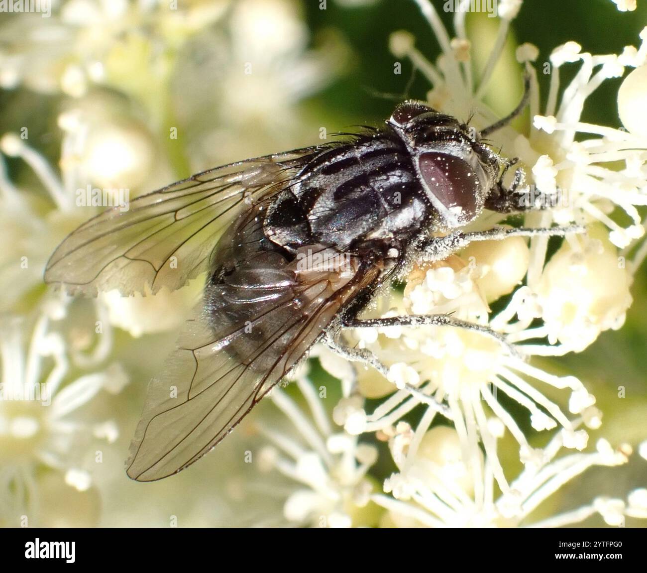 Graphomya maculata hi-res stock photography and images - Alamy