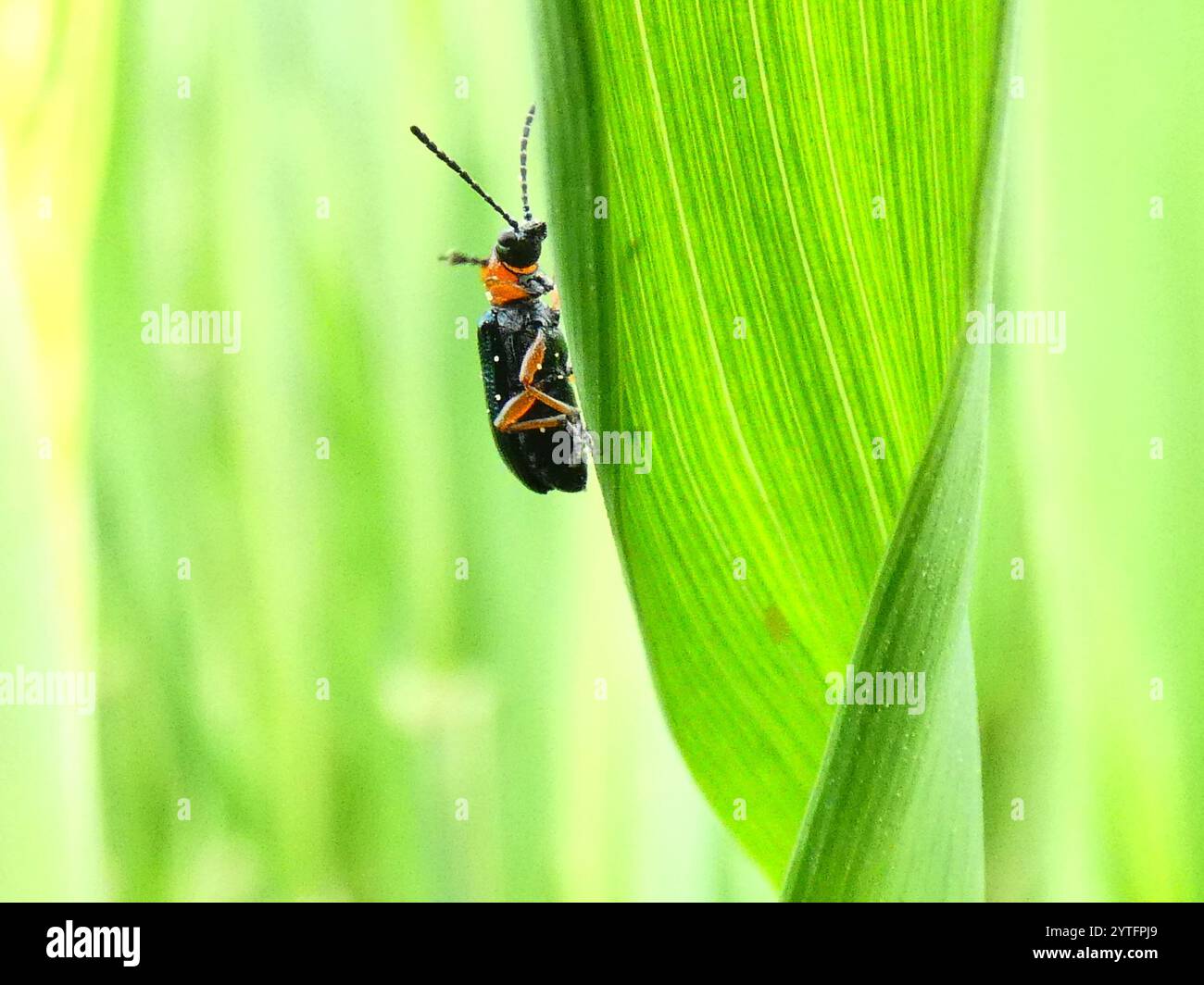 Water, Rove, Scarab, Long-horned, Leaf, and Snout Beetles (Polyphaga ...