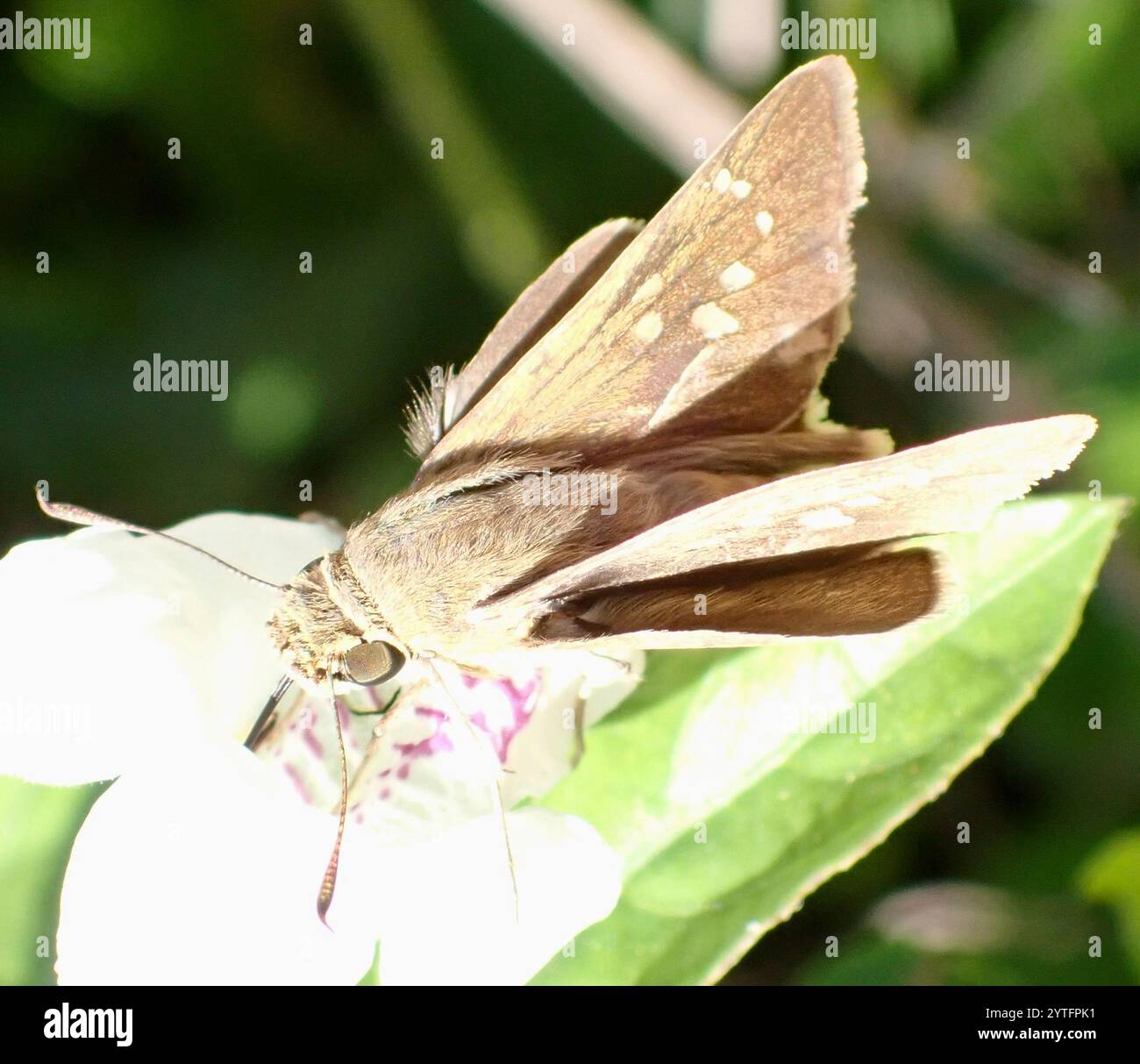 Small Branded Swift (Pelopidas mathias Stock Photo - Alamy