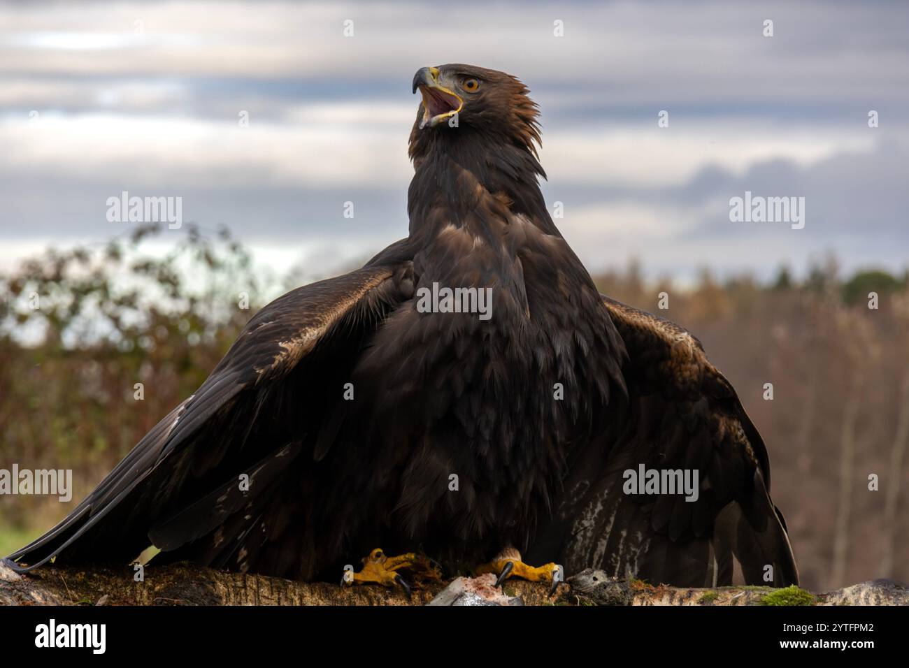 Golden Eagle Making a Warning Call Stock Photo - Alamy