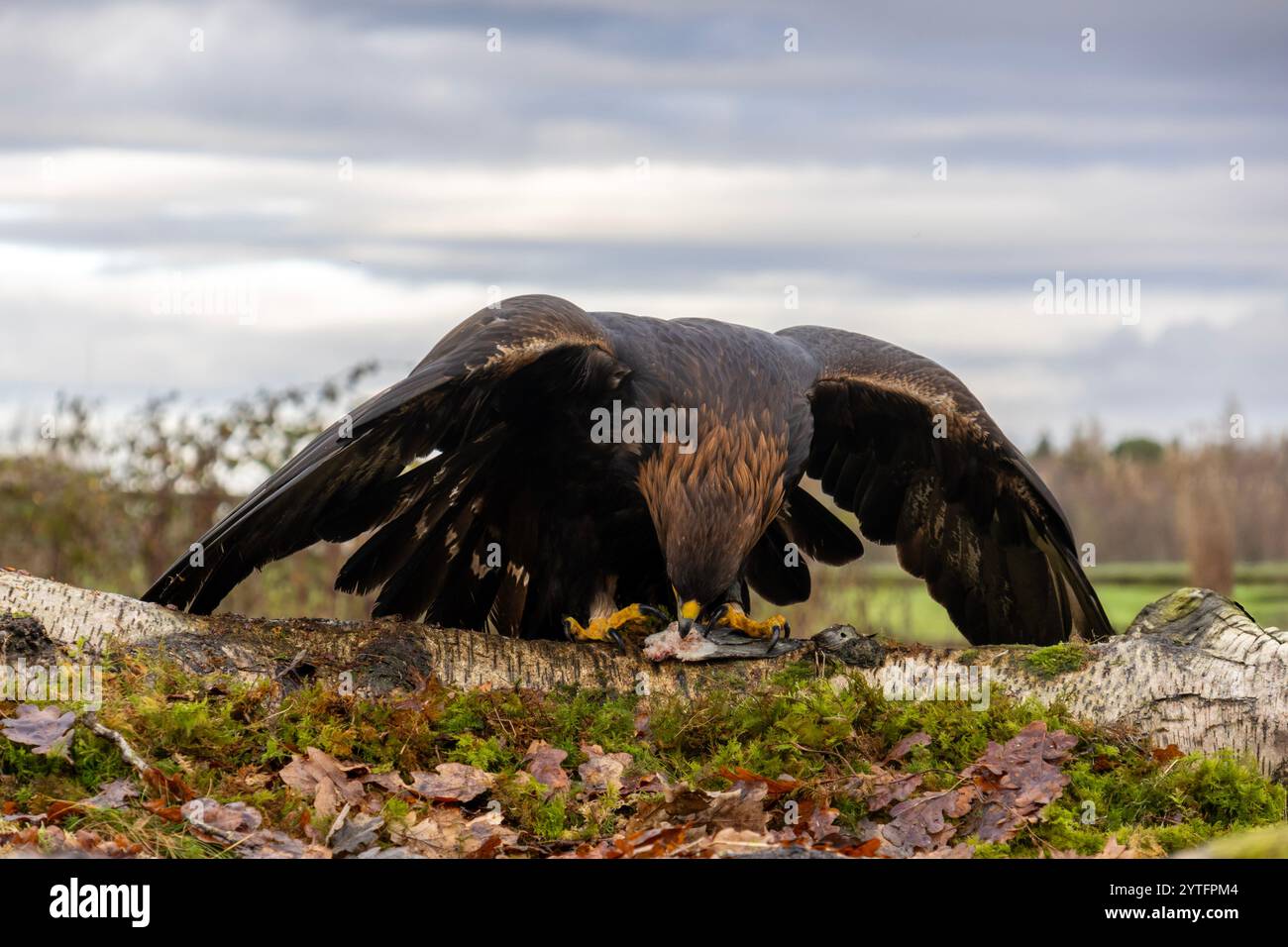 Golden Eagle Eating it's Prey Stock Photo - Alamy