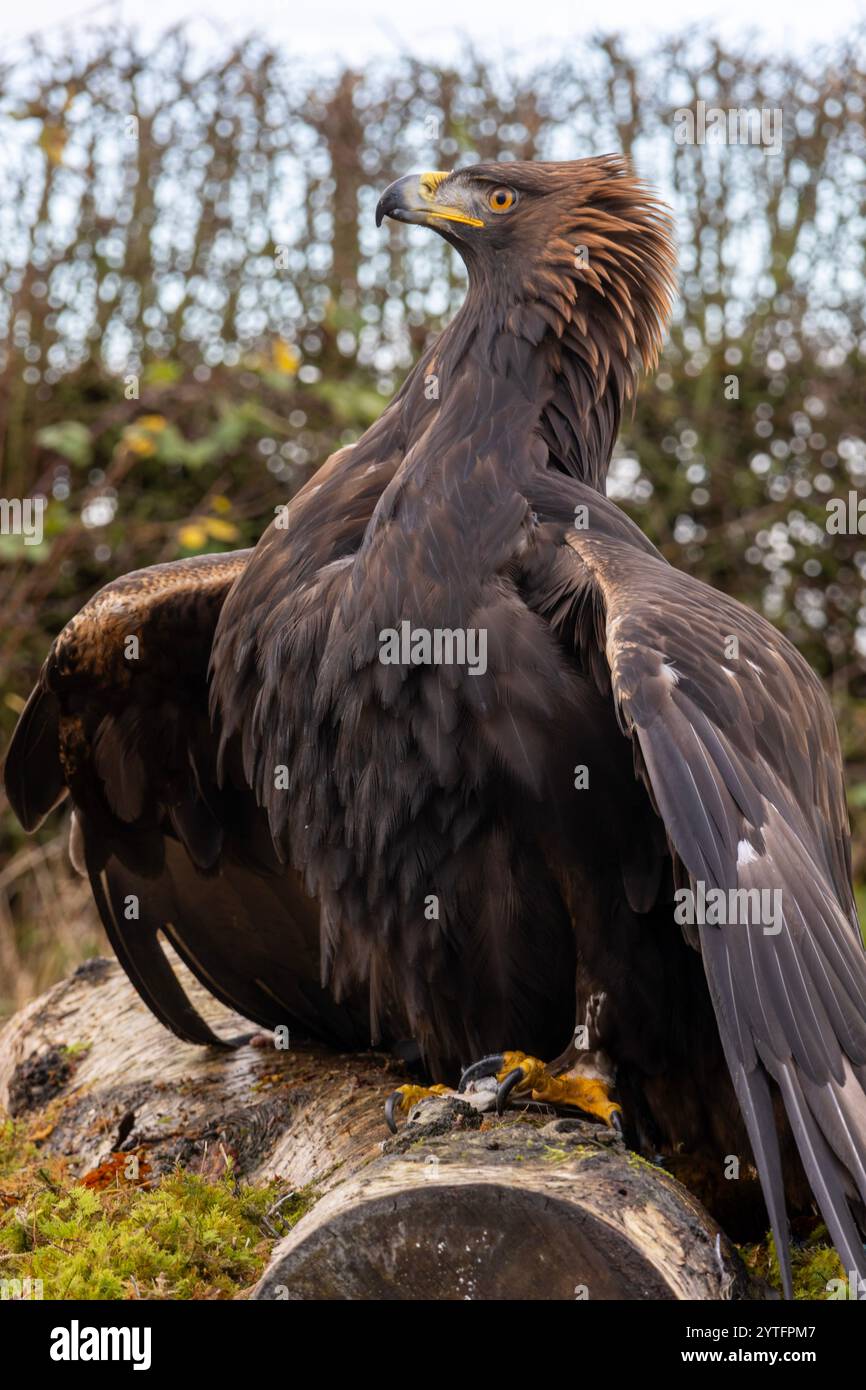 Protecting prey hi-res stock photography and images - Alamy