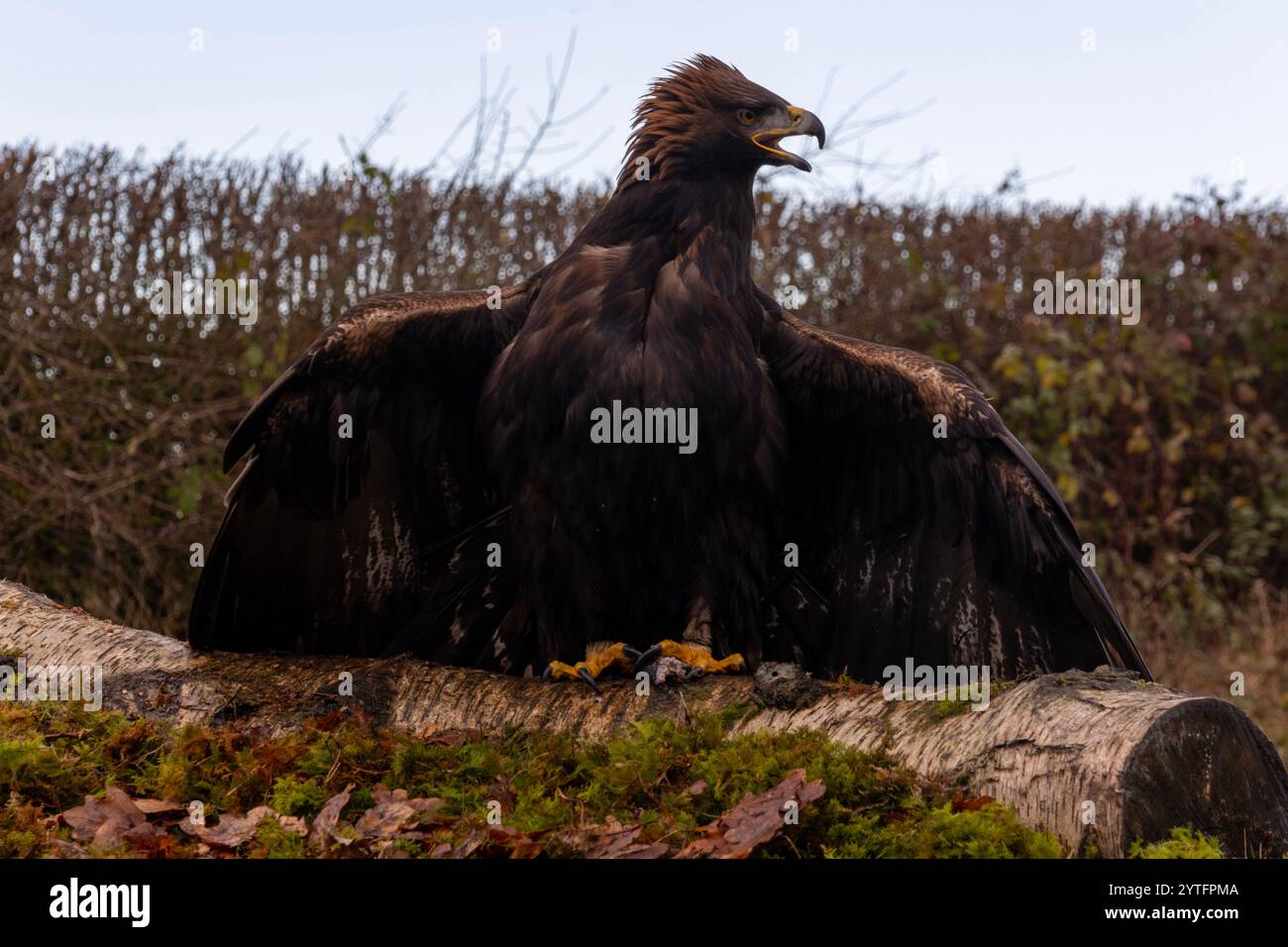 Golden Eagle Spreading it's Wings Stock Photo - Alamy