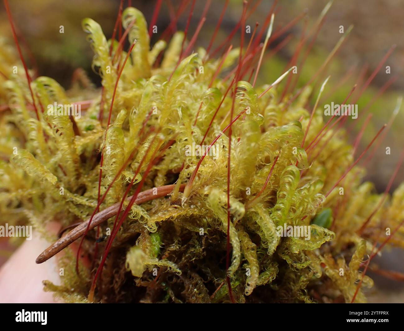 Sickle-leaved Hook-moss (Sanionia uncinata Stock Photo - Alamy
