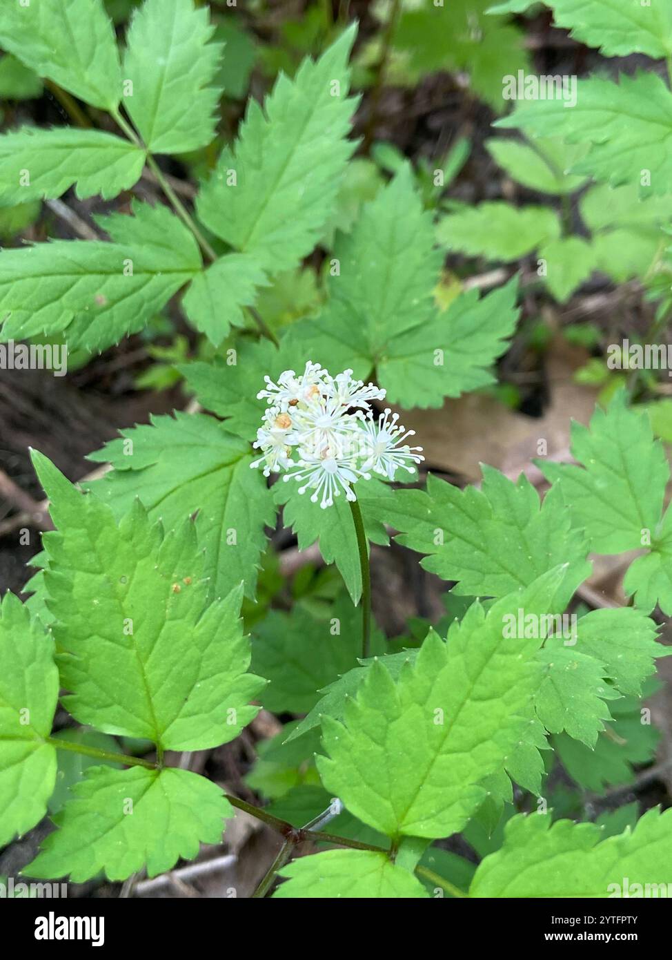 white baneberry (Actaea pachypoda Stock Photo - Alamy