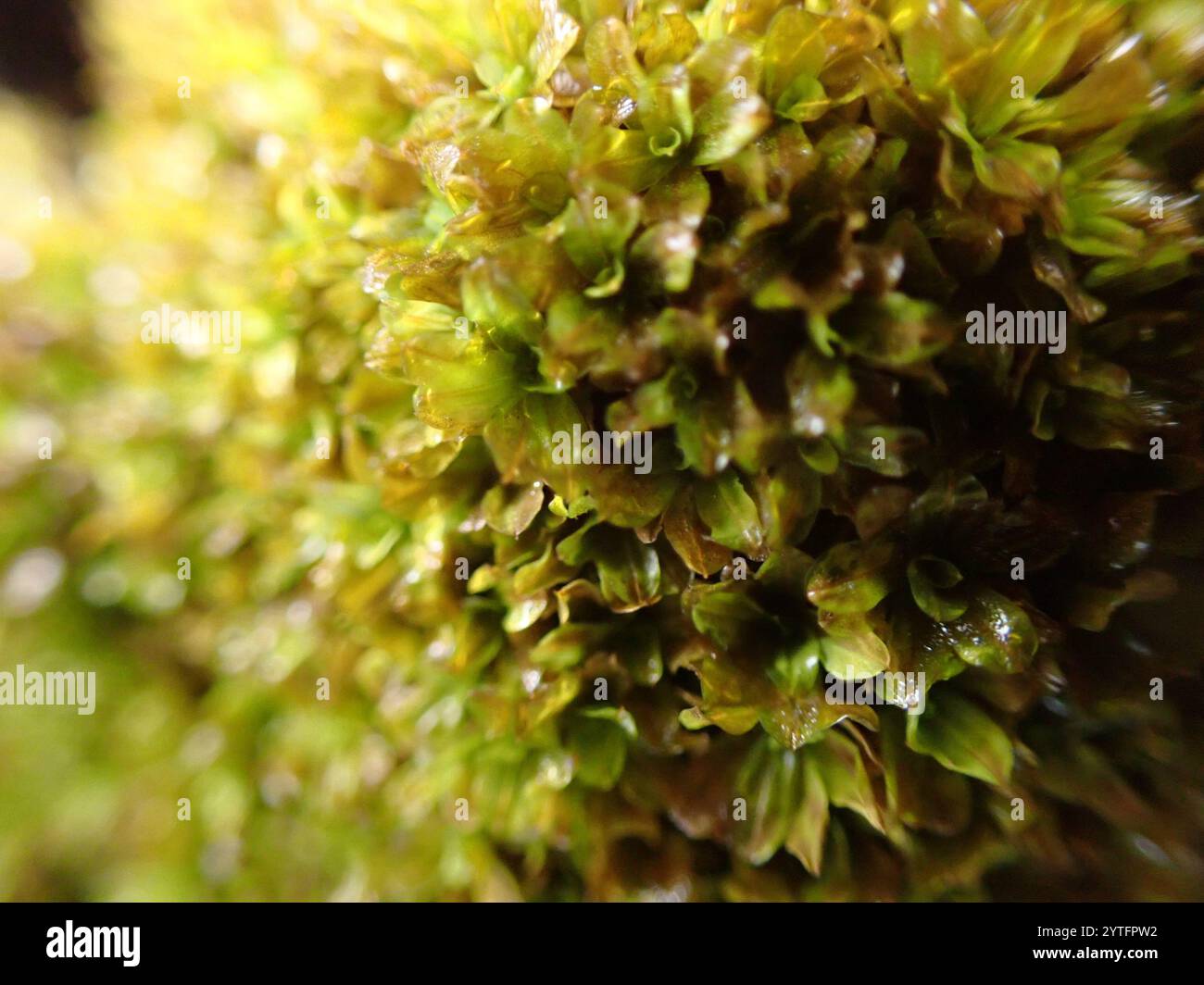 Water Screw-moss (Syntrichia latifolia Stock Photo - Alamy