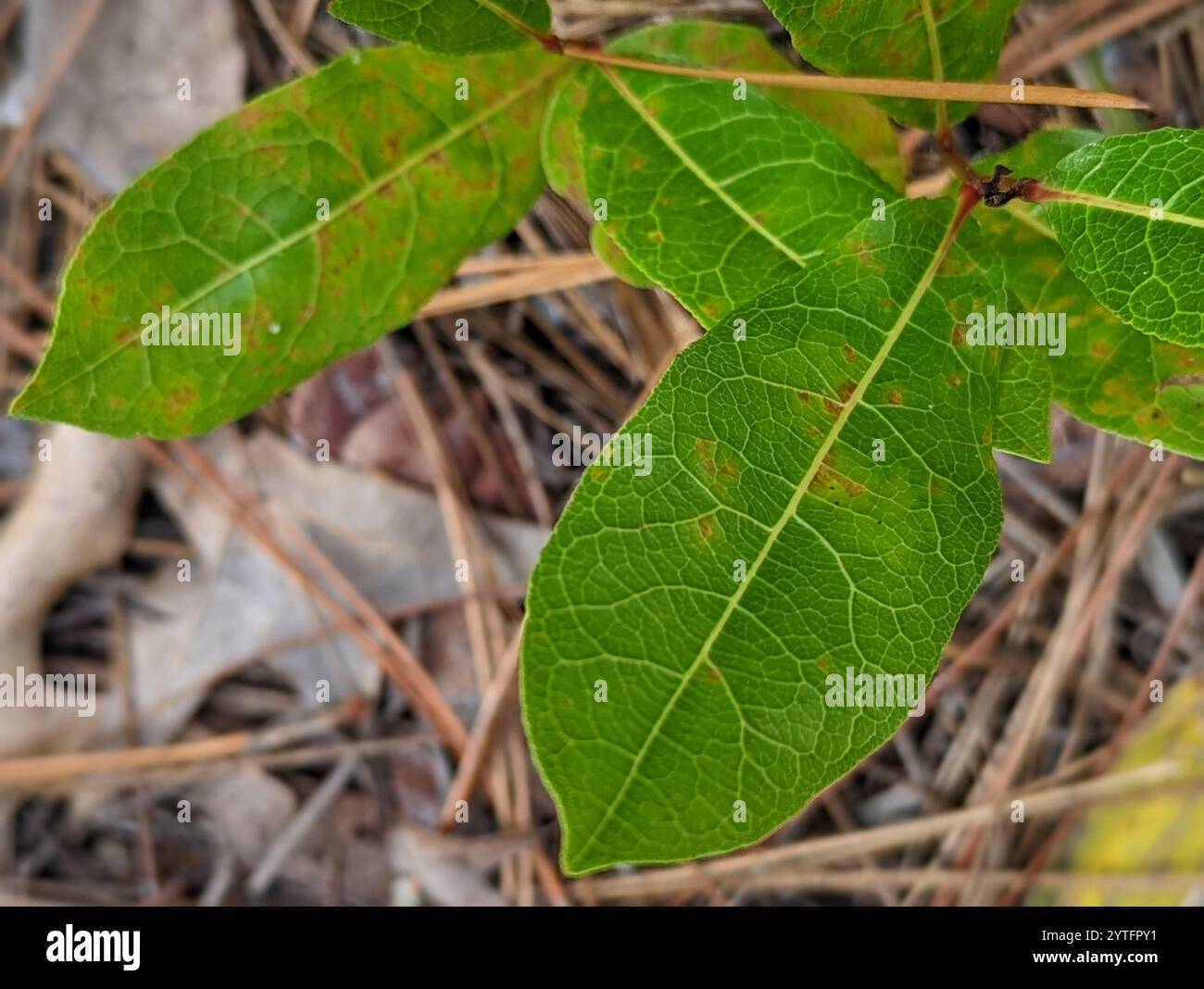 Gopher apple (Geobalanus oblongifolius Stock Photo - Alamy