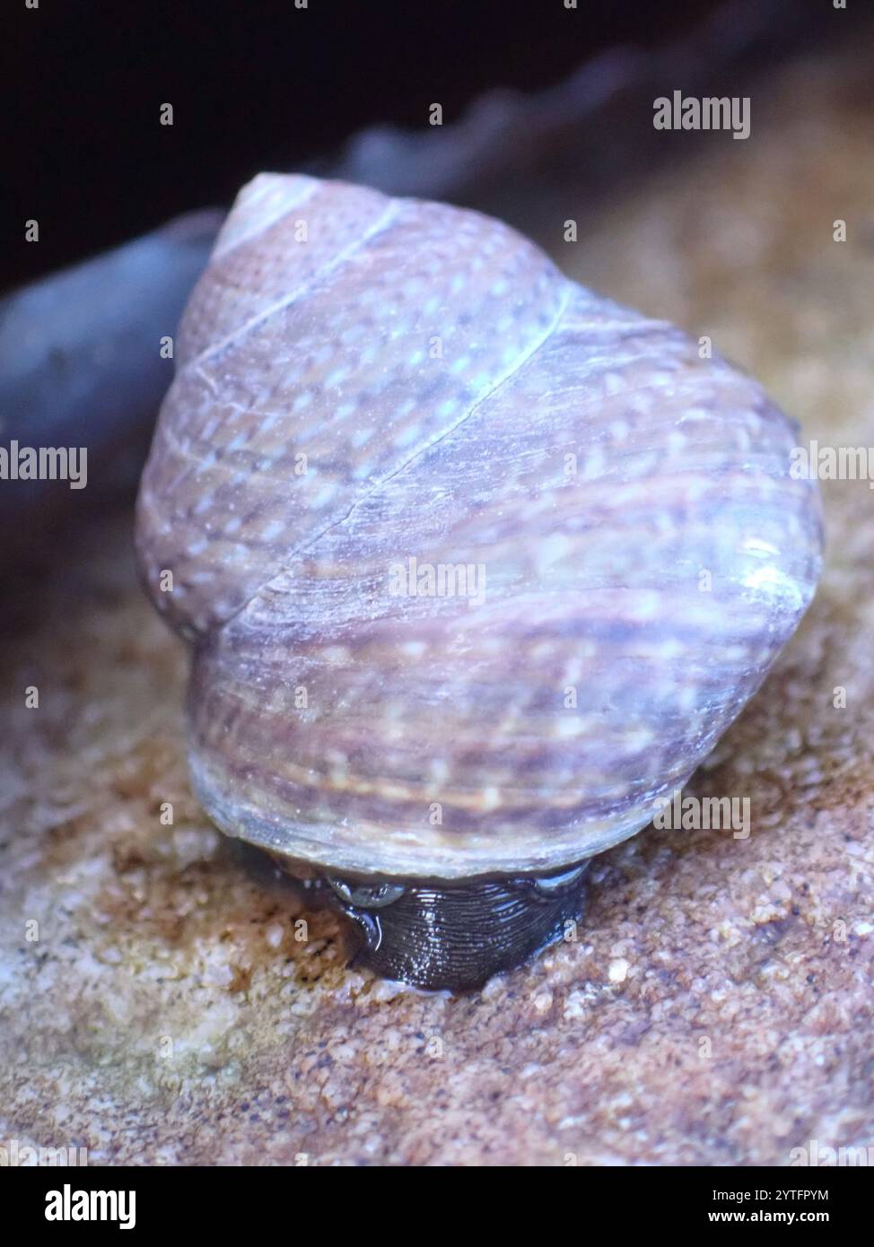 Bead Topshell (Oxystele impervia Stock Photo - Alamy